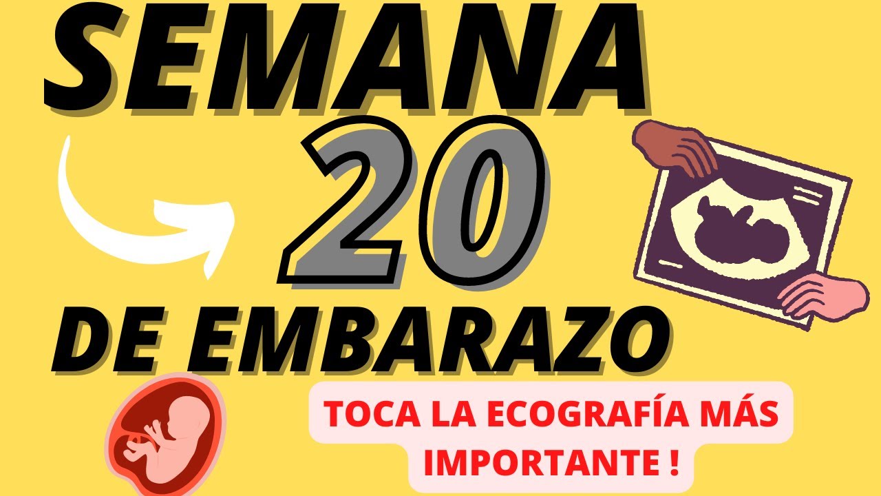 Semana 20 EMBARAZO (Quinto mes) SEMANA a SEMANA - YouTube