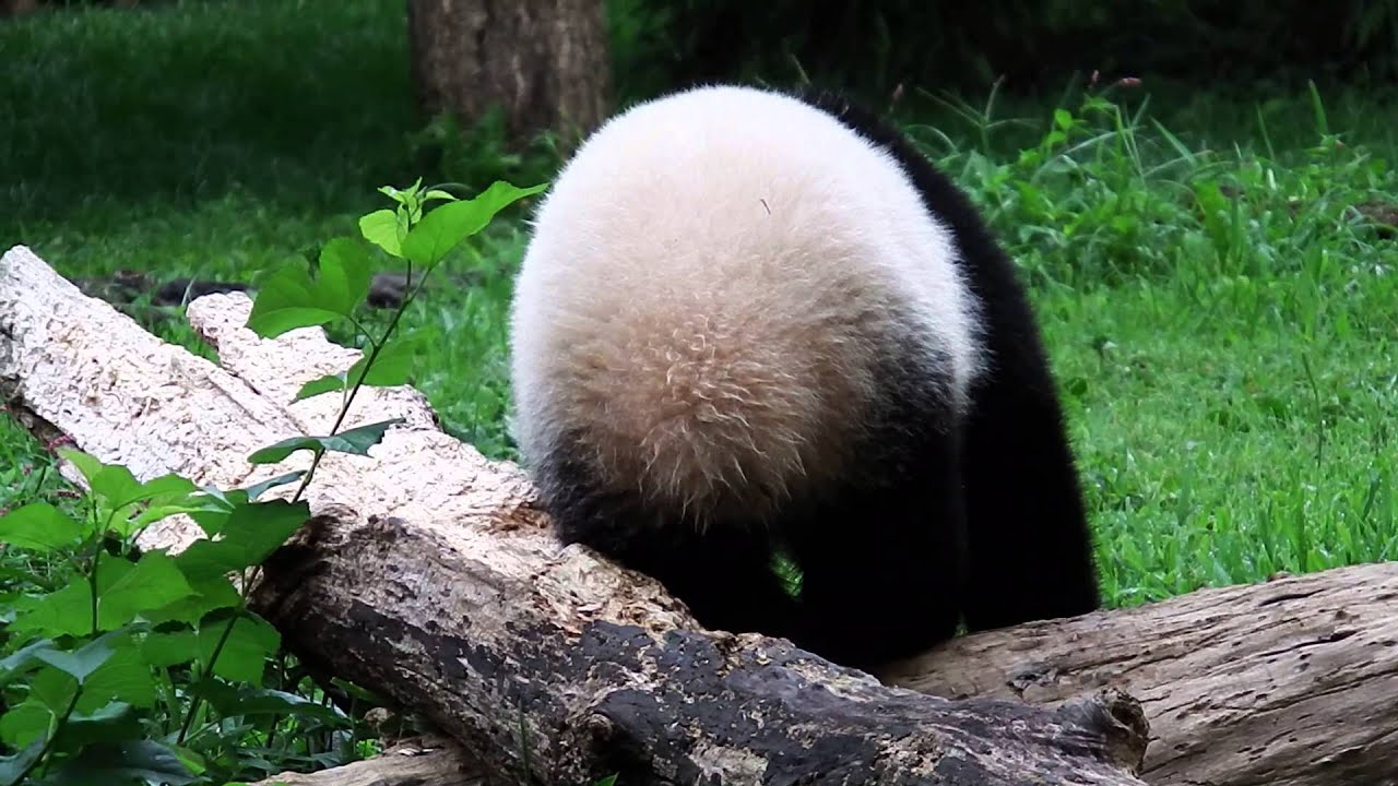Giant Panda Bao Bao Slow Walk - YouTube