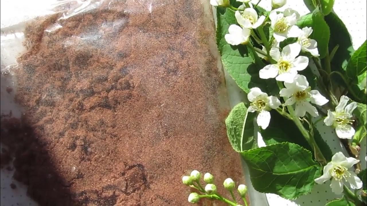 Черёмуховая мука Чай из черемухи - YouTube