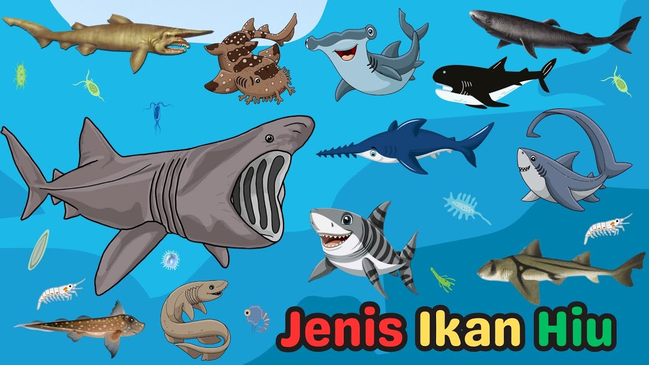 Belajar Mengenal Jenis-Jenis Hiu | Hiu Martil, Hiu Karang, Hiu Goblin ...