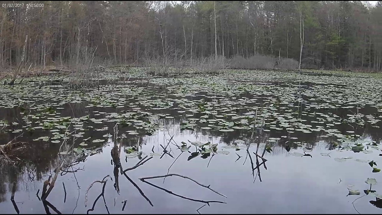 permanent pond intro - YouTube