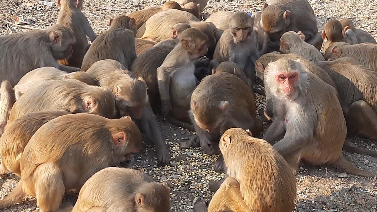 Feeding hungry monkeys - YouTube