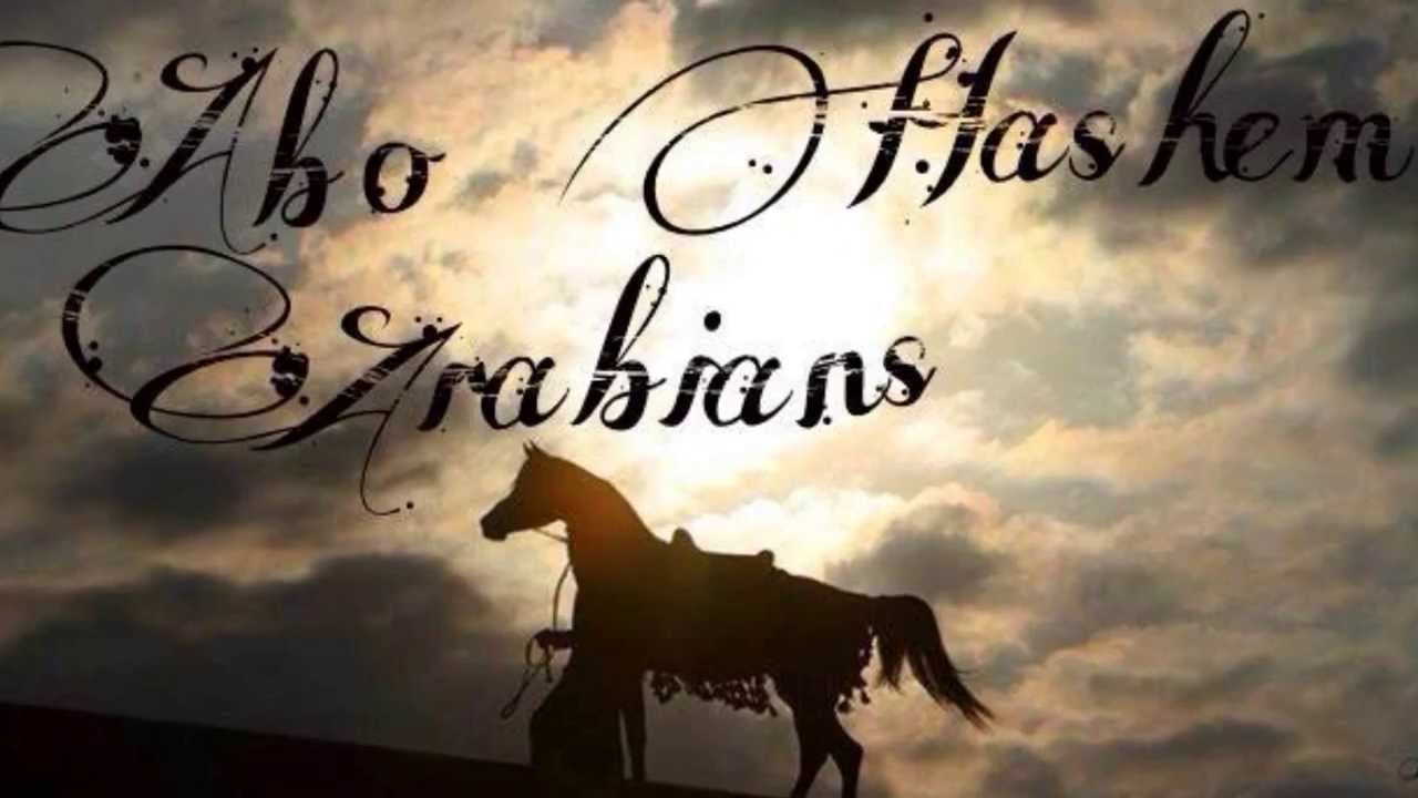 Abo Hashem Arabians- مربط الهاشميه - YouTube