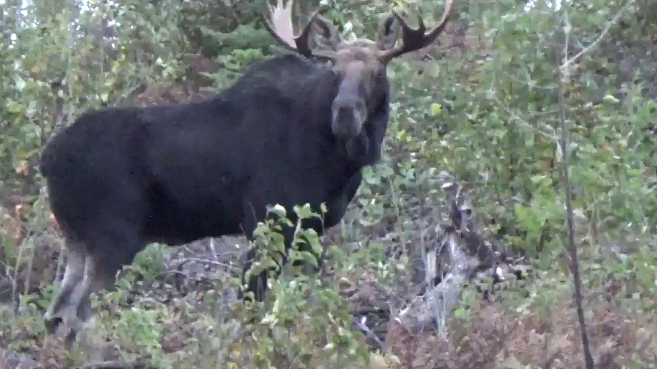 Moose Hunting Northwestern Ontario Moose Hunting at its Finest ‘second ...