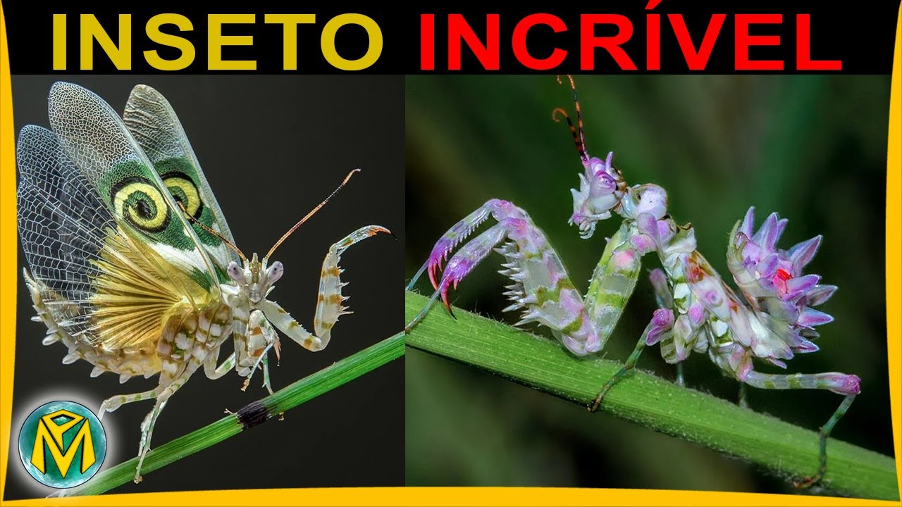 Inseto LOUVA-A-DEUS FLOR ESPINHOSO - YouTube