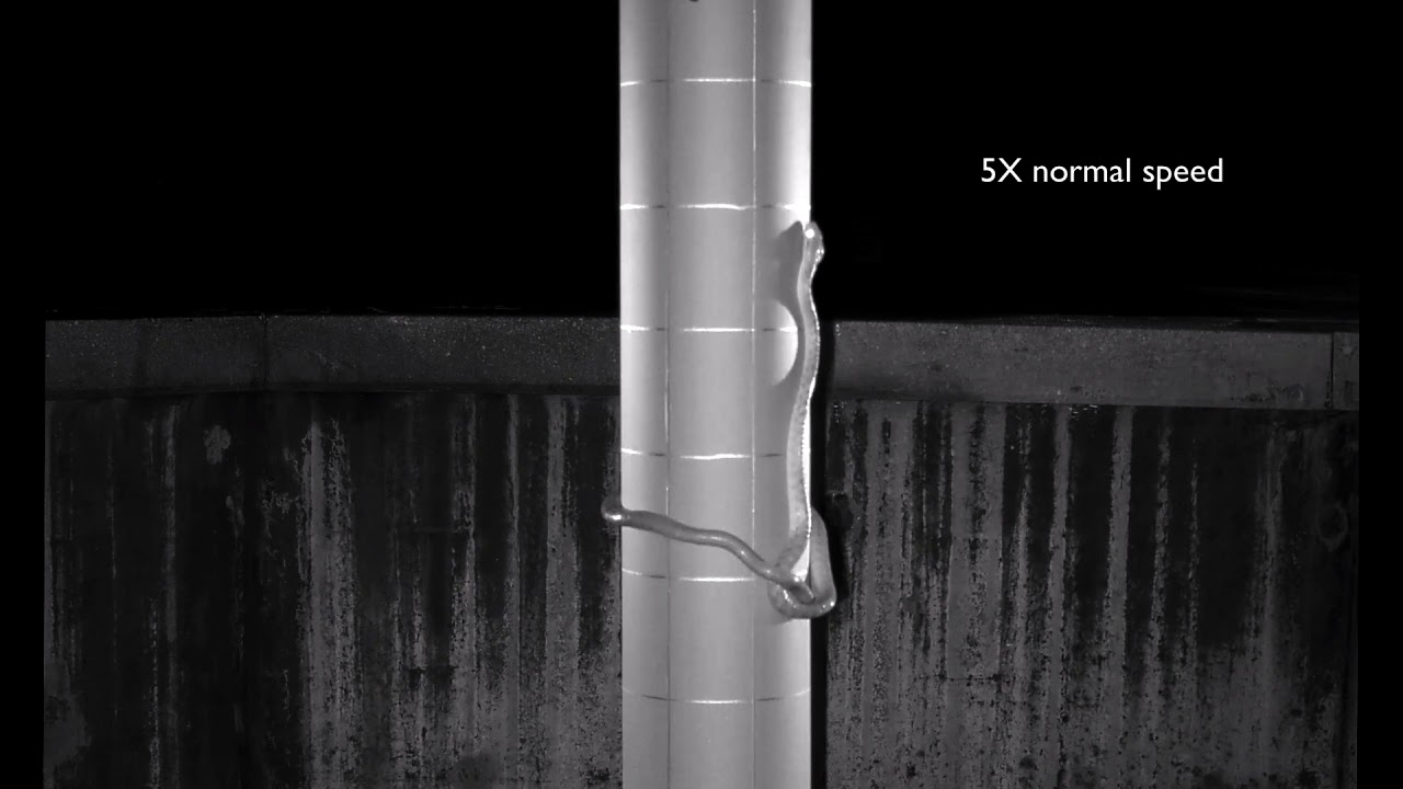Snake Lasso Climbing a Pole - YouTube