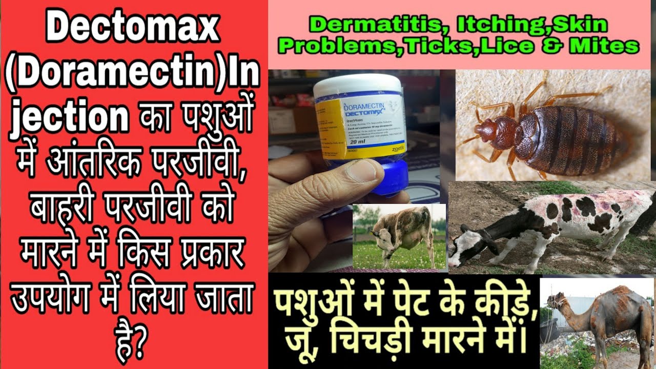 Dectomax (Doramectin)Injection का पशुओं में आंतरिक परजीवी और बाहरी ...
