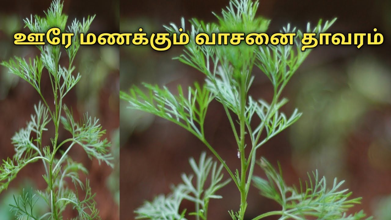 Marikozhundhu Plant care and propagation in terrace garden - YouTube