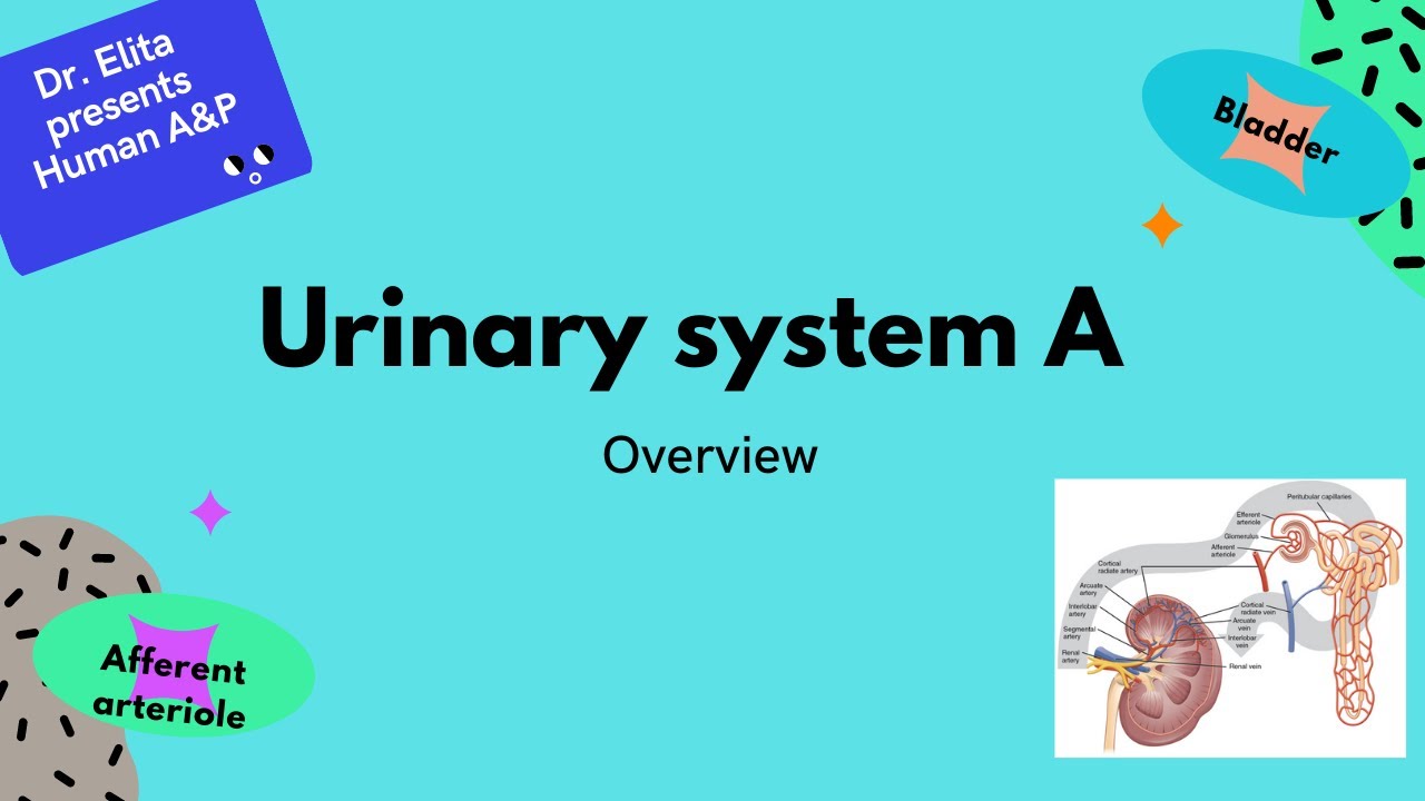 10 The Urinary System - YouTube
