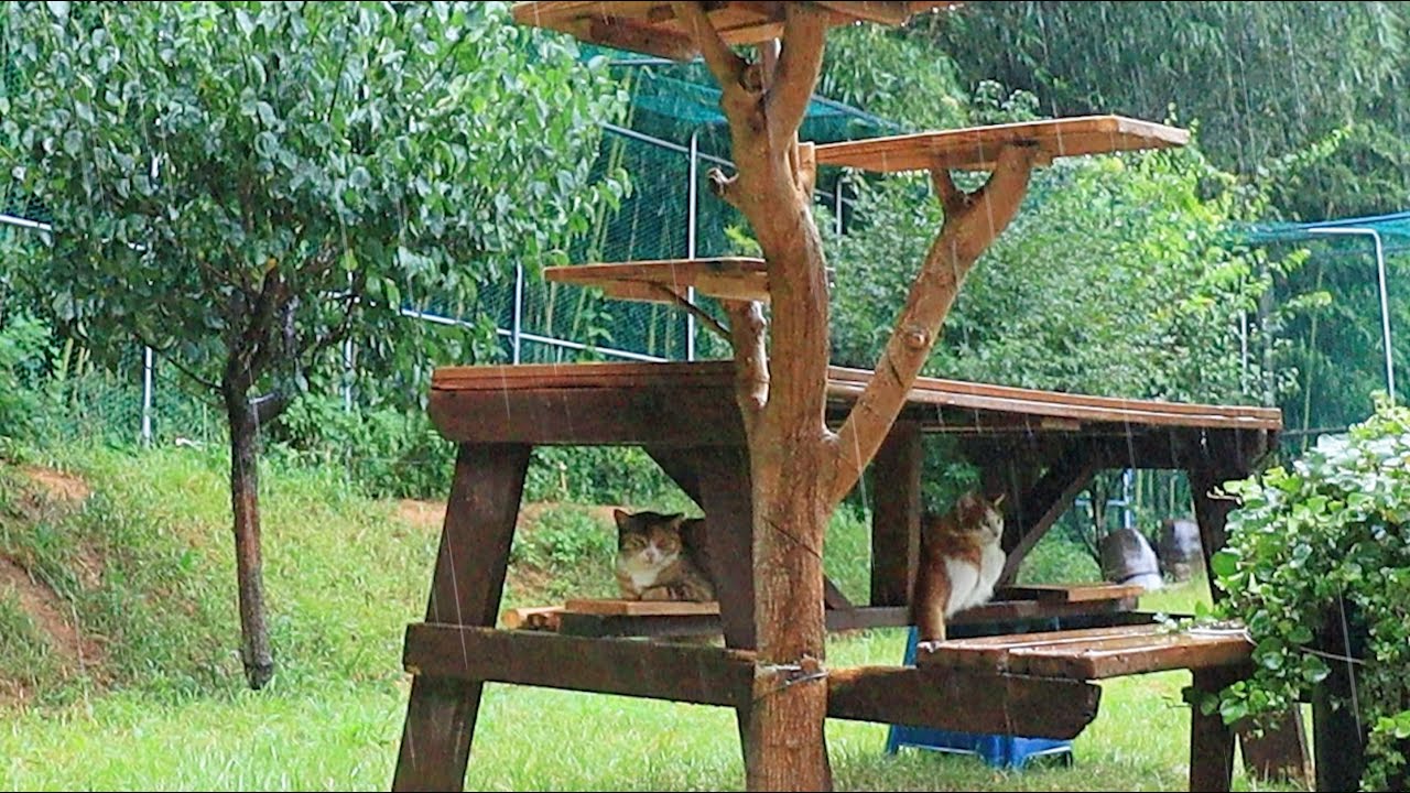 Cats Hiding From The Storm - YouTube