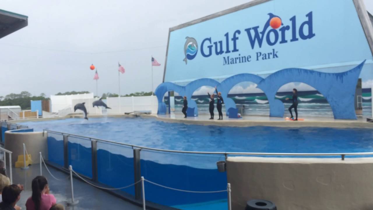 Gulf World Dolphin Show - YouTube