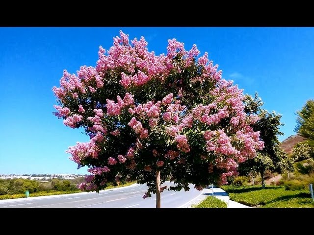Lagerstroemia Indica (Common Crape Myrtle, Crape Myrtle, Crepe Flower ... Lagerstroemia Indica (Common Crape Myrtle, Crape Myrtle, Crepe Flower ...