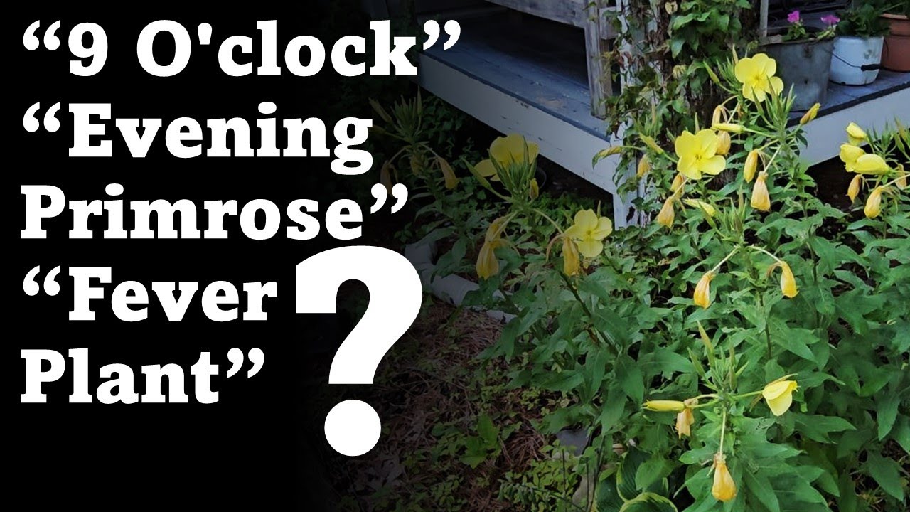 9 O'Clock Flowers - YouTube