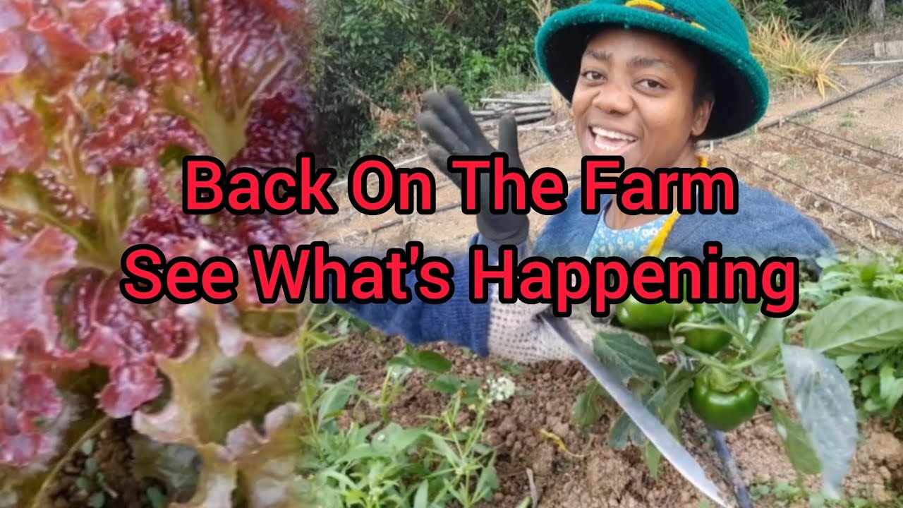 Back On The Farm See What's Happening - YouTube