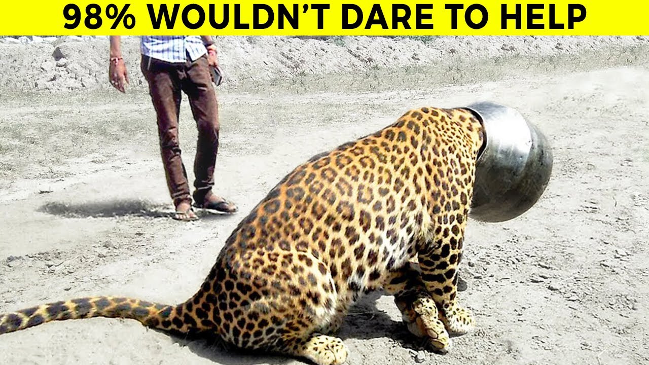 Animals That Asked People for Help - YouTube