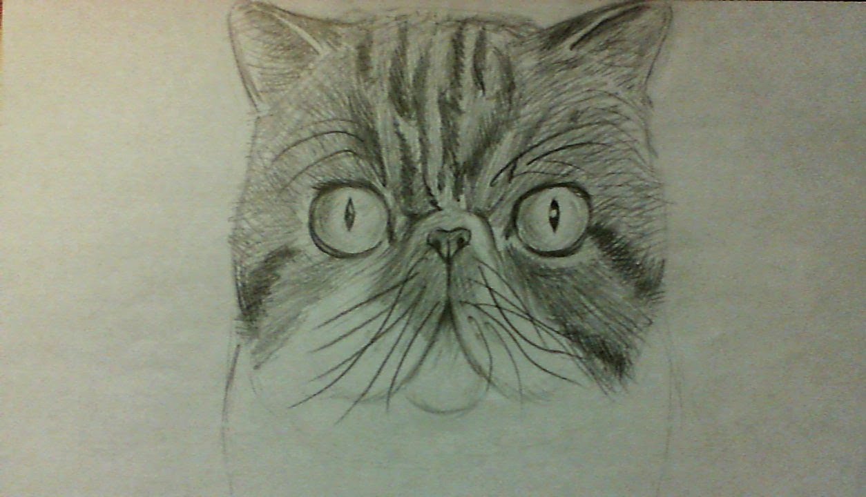 How to draw a cat face. Draw with pencil. - YouTube