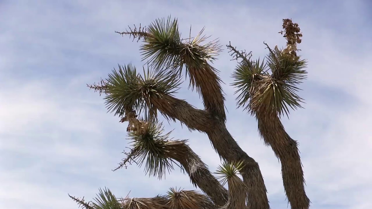 Big Yucca - YouTube