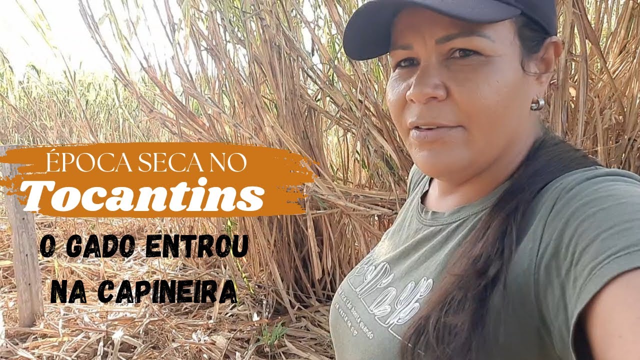 Época mais SECA do ano no TOCANTINS 🥵 O GADO comeu a Capineira de ...