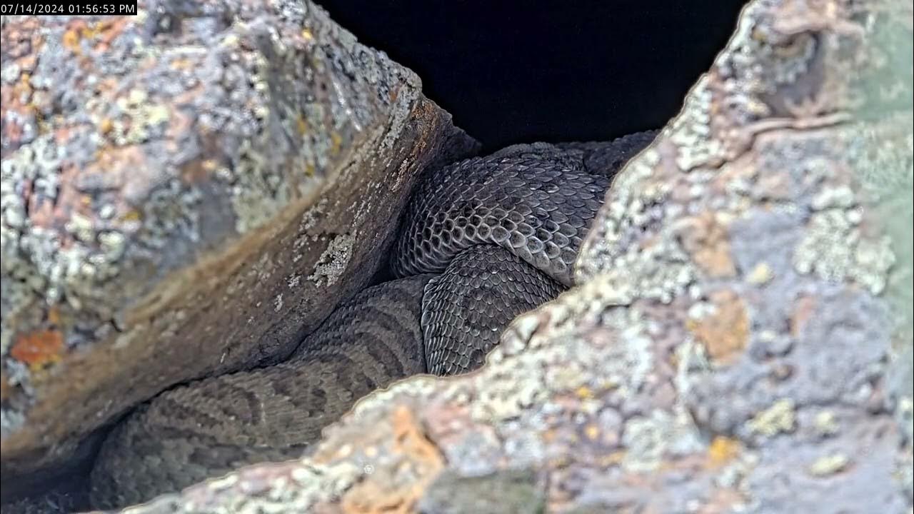 Snake Yawn - YouTube