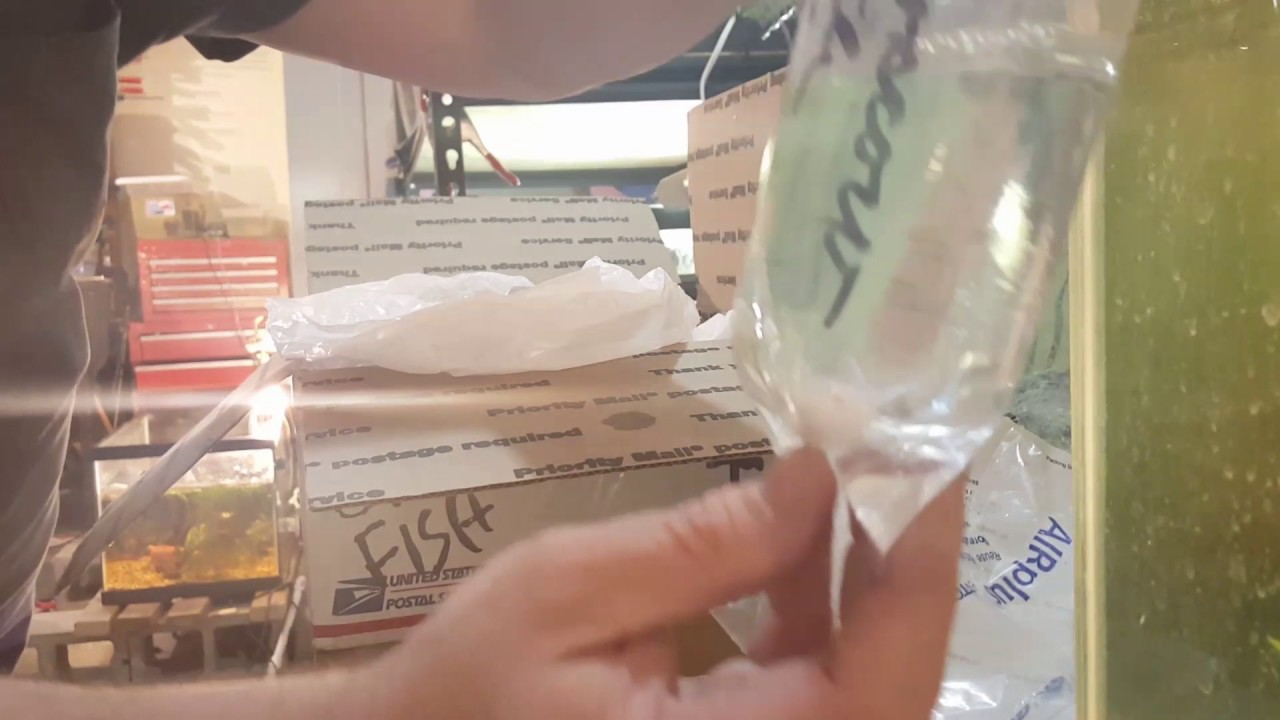 Guppy Train Blue Moscow Guppy Unboxing - YouTube