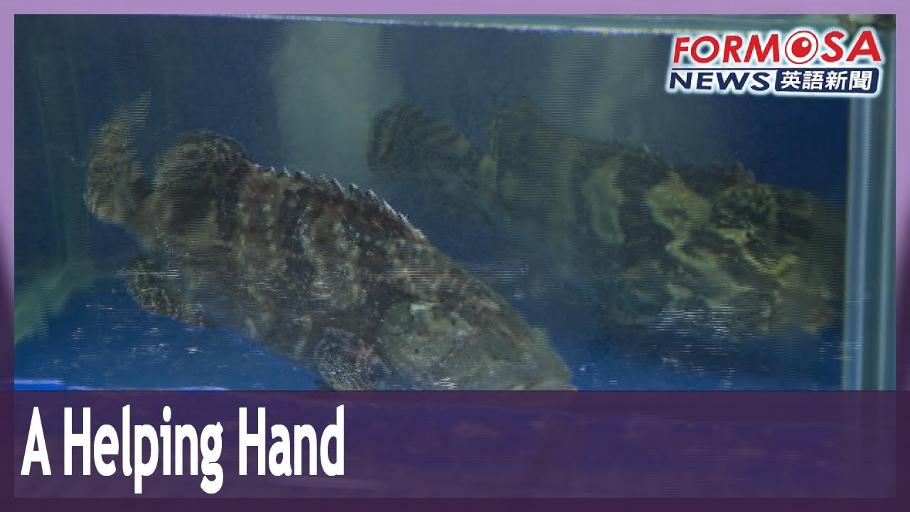 Japan fish farm operator extends helping hand to Taiwan grouper - YouTube