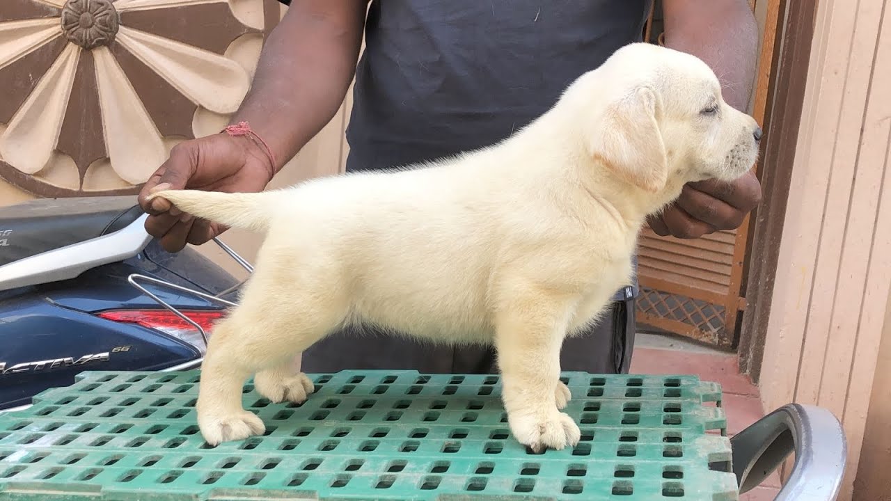we have litter of pure show quality Labrador puppies available in the ...