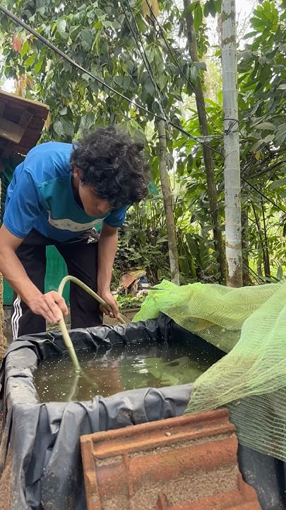 കണ്ണ് ഇല്ലാത്ത Senegal ന്റെ ടാങ്ക് clean ചെയ്തപ്പോൾ 😫#shorts #peacockbass #arapaima - YouTube