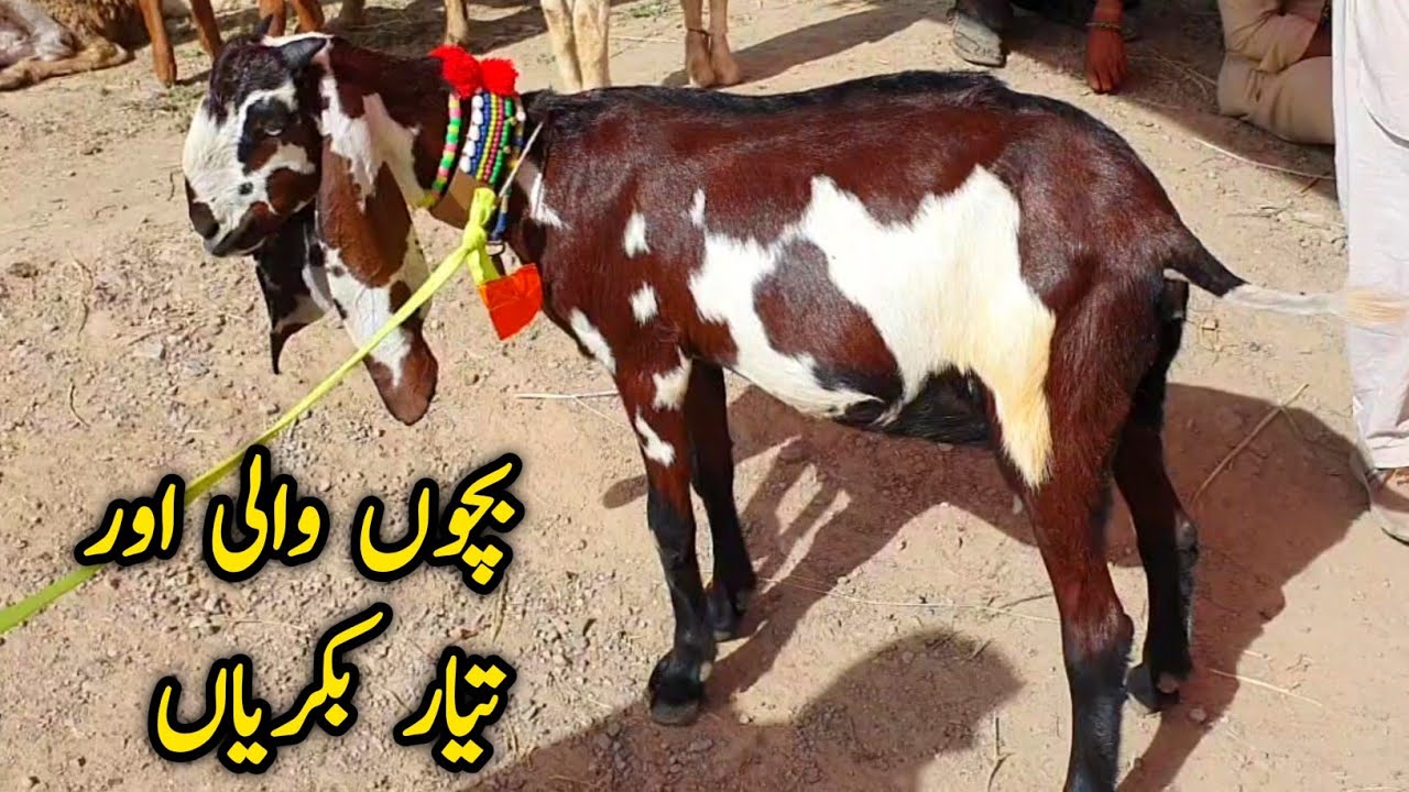Desi Dogli Bacho Wali Or Tiyar Bakriyan | Taxila Mandi Update April ...