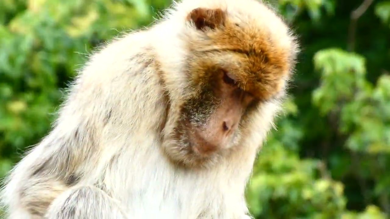 Affen Superzoom Wien Berberaffen Zoo Affe Tiergarten Schönbrunn macaque ...