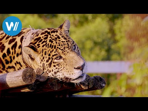 Argentinien - Der Jaguar ist zurück (360° - GEO Reportage)