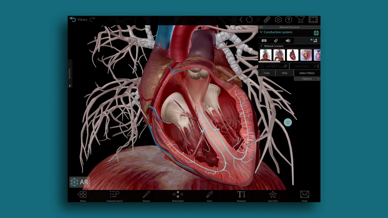 Visible Body | Three Ways to Teach the Conduction System in 3D - YouTube