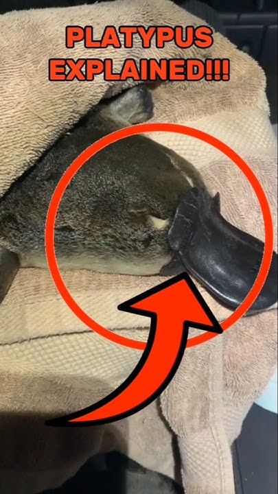 Platypus: explained in just under 1 minute - YouTube