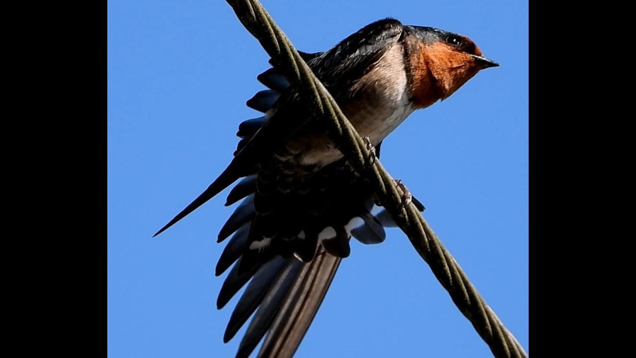 Hill Swallow Bird | Kotagiri | Tamilnadu | Bird Watching | Wildlife ...