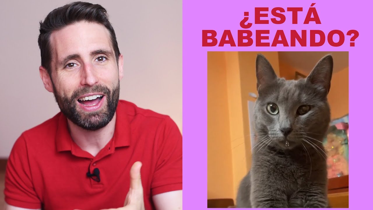 ¿Por qué mi gato babea mientras amasa? ¡Parece que le sale agua por la ...