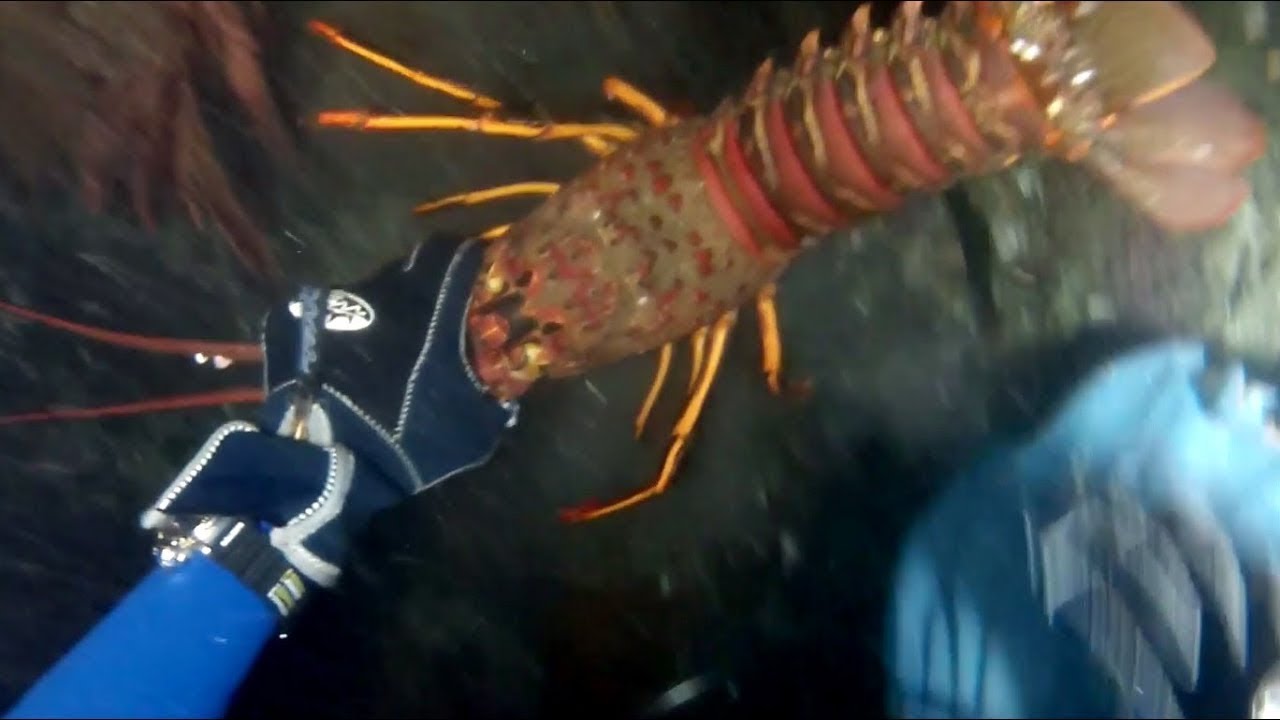 How To Catch Lobster Hunting and Kayak Diving with GoPro - YouTube