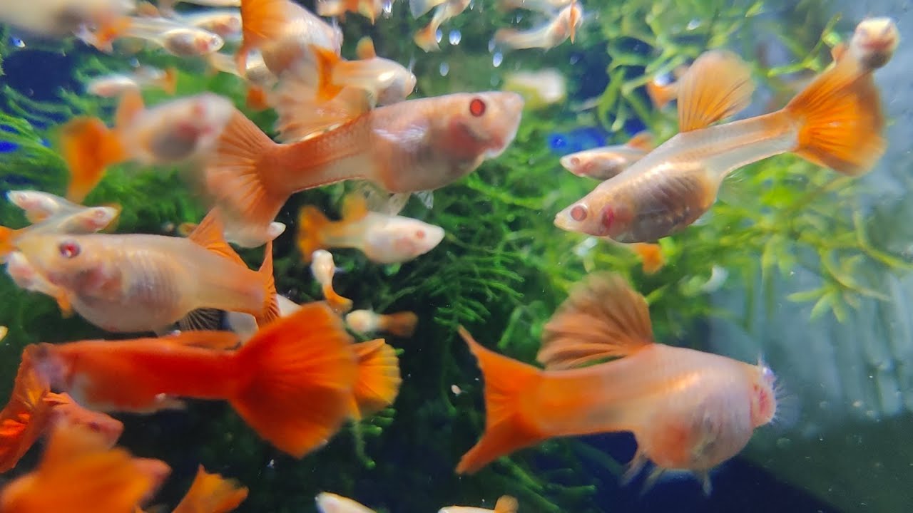Feeding Moina to Red Moscow | AFR #aquahomebreeders #guppy # ...