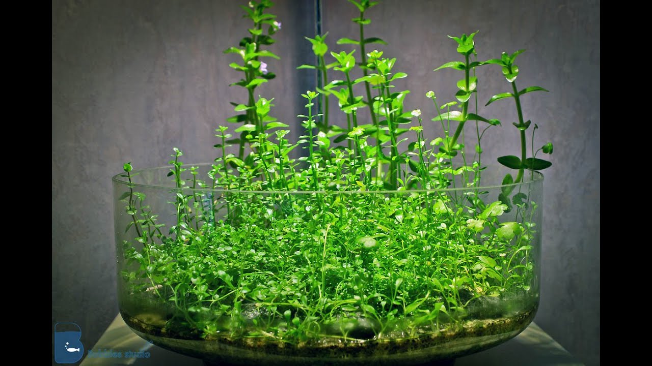 Wabi-Kusa Step-by-step - YouTube