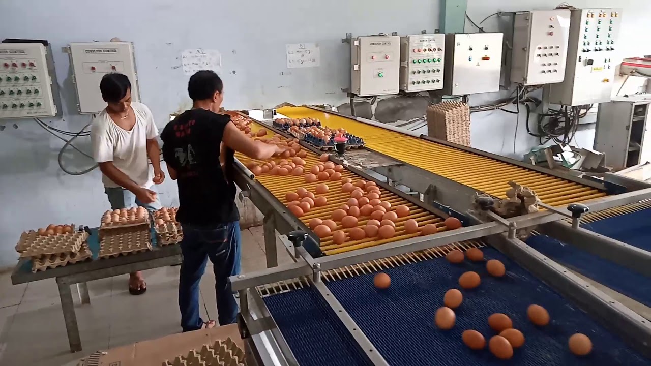 MESIN PACKING TELUR PT PATRIOT INTAN ABADI tmpt kerja gua - YouTube
