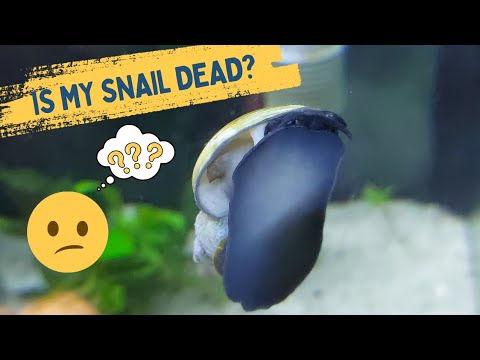 How do I know if my mystery snail died? 😔 🐌 - YouTube