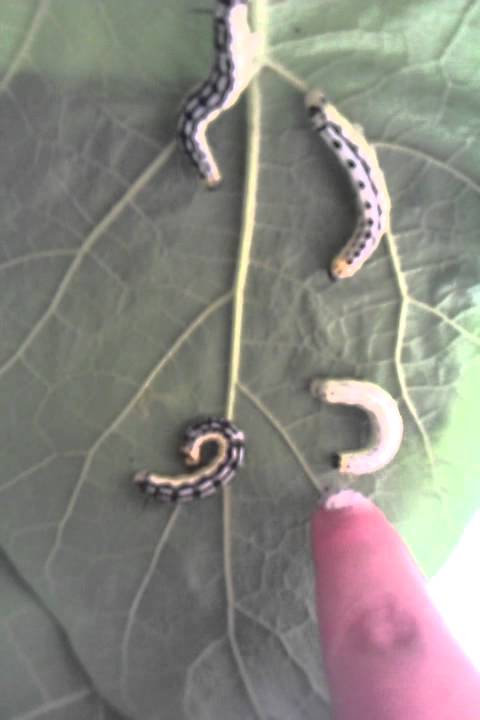 Toby worms - YouTube