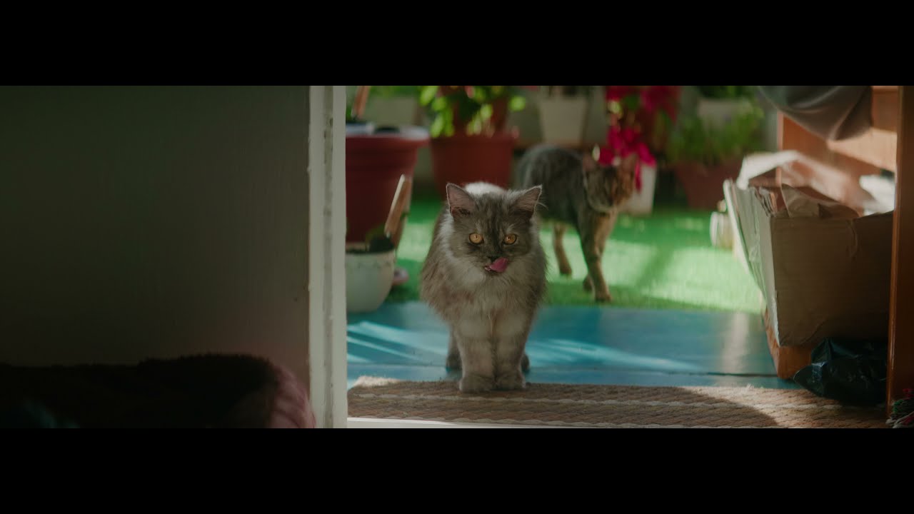 Anamorphic Cats #LumixGH5 - YouTube