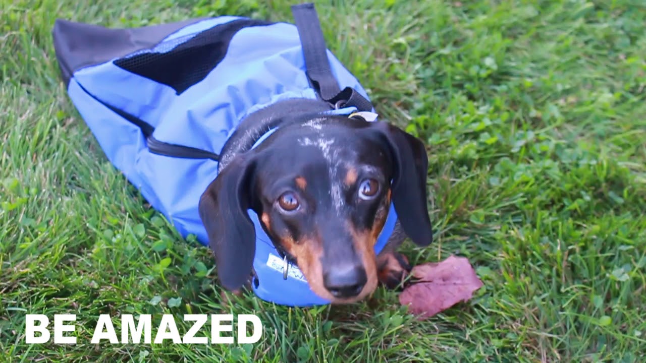 Disabled Dachshund Receives Dog Wheelchair - YouTube