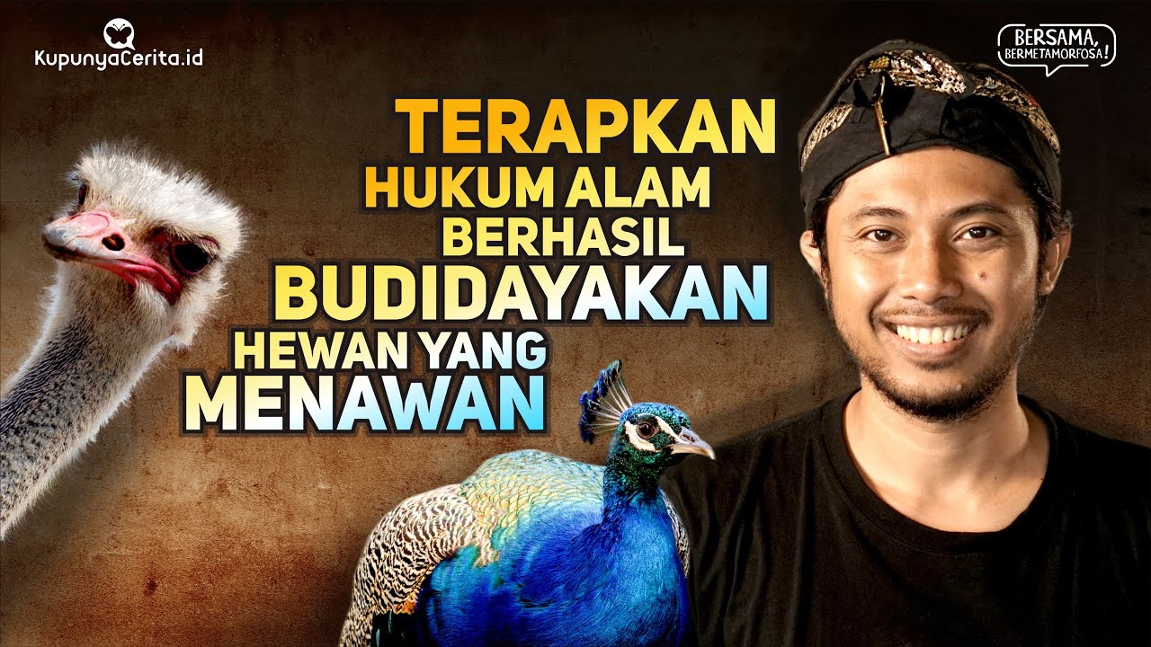 MODAL NEKAT! Raup Miliaran dari Burung Unta! Kisah Mahasvin Farm - YouTube