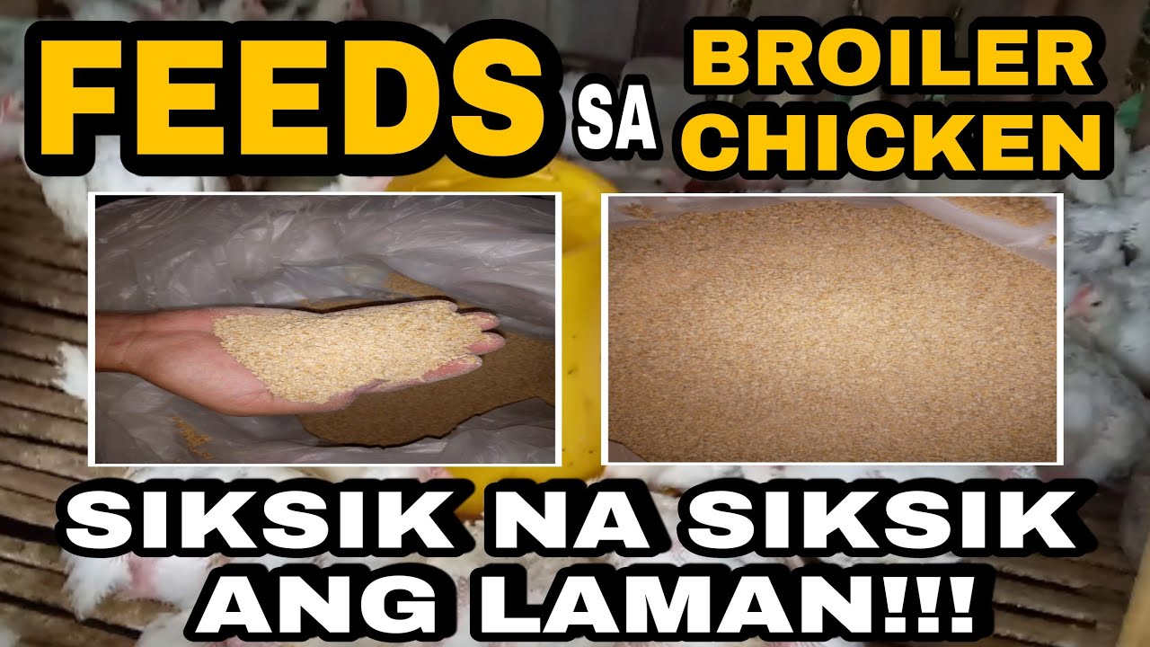 PATUKA SA MANOK NA MABILIS MAKAPAGPATABA | FEEDS FOR 45 DAYS CHICKEN ...