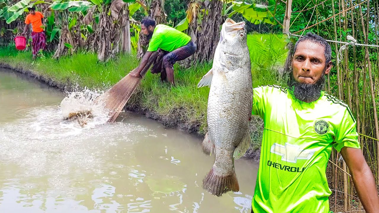 Monster Big Koral Fish Catching By Net In The Village Pond #Giant Fish ...