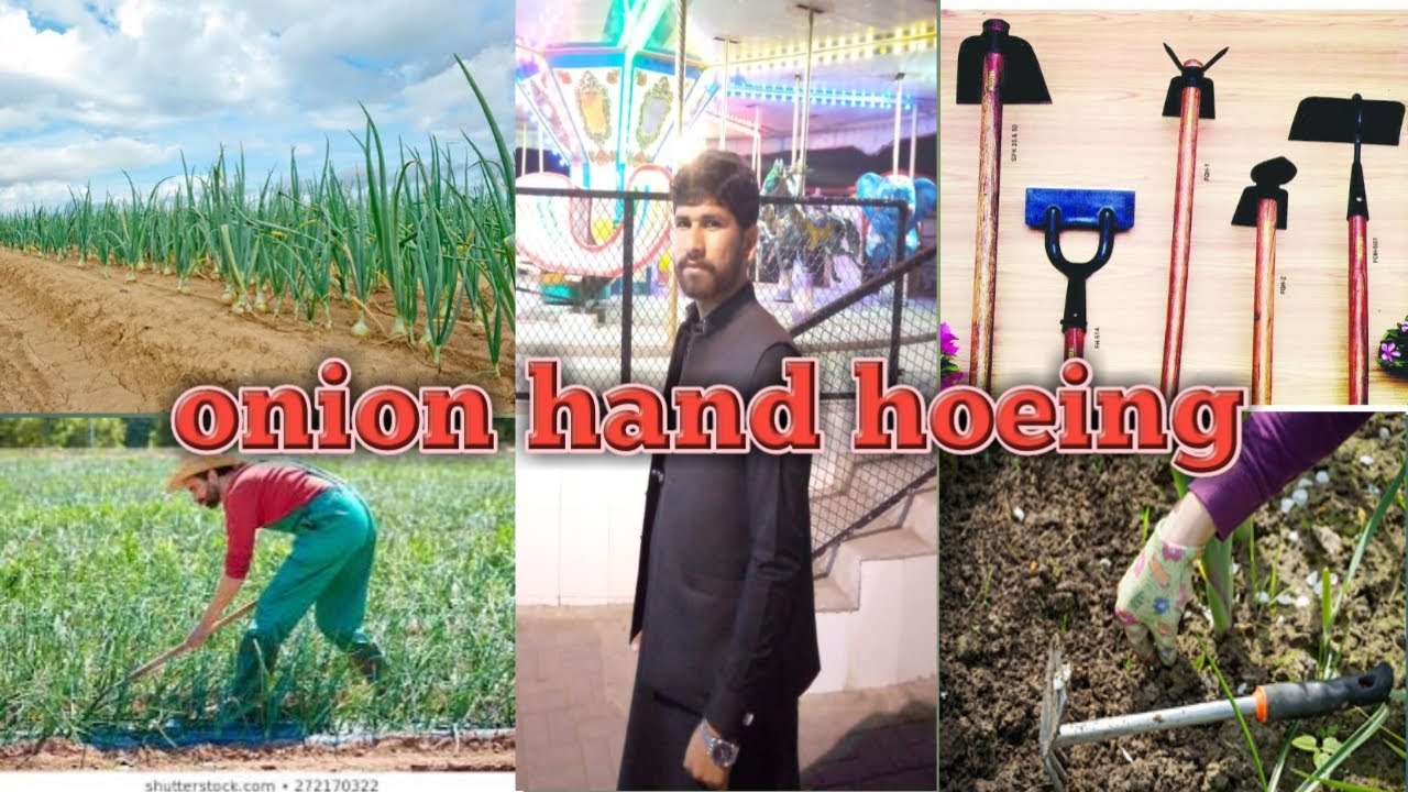Onion Hand Hoeing/Agri Info Abby - YouTube