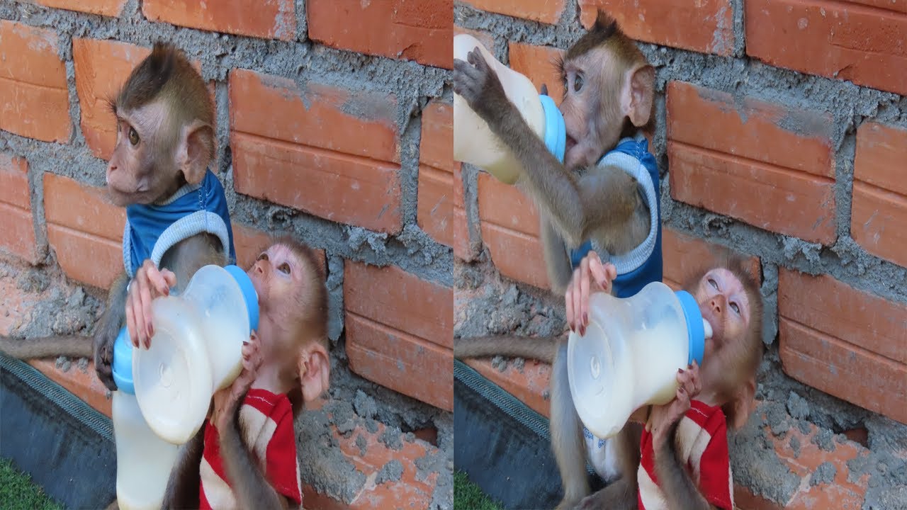 Coco & Bebe are drinking fresh milk here together with love you so much ...