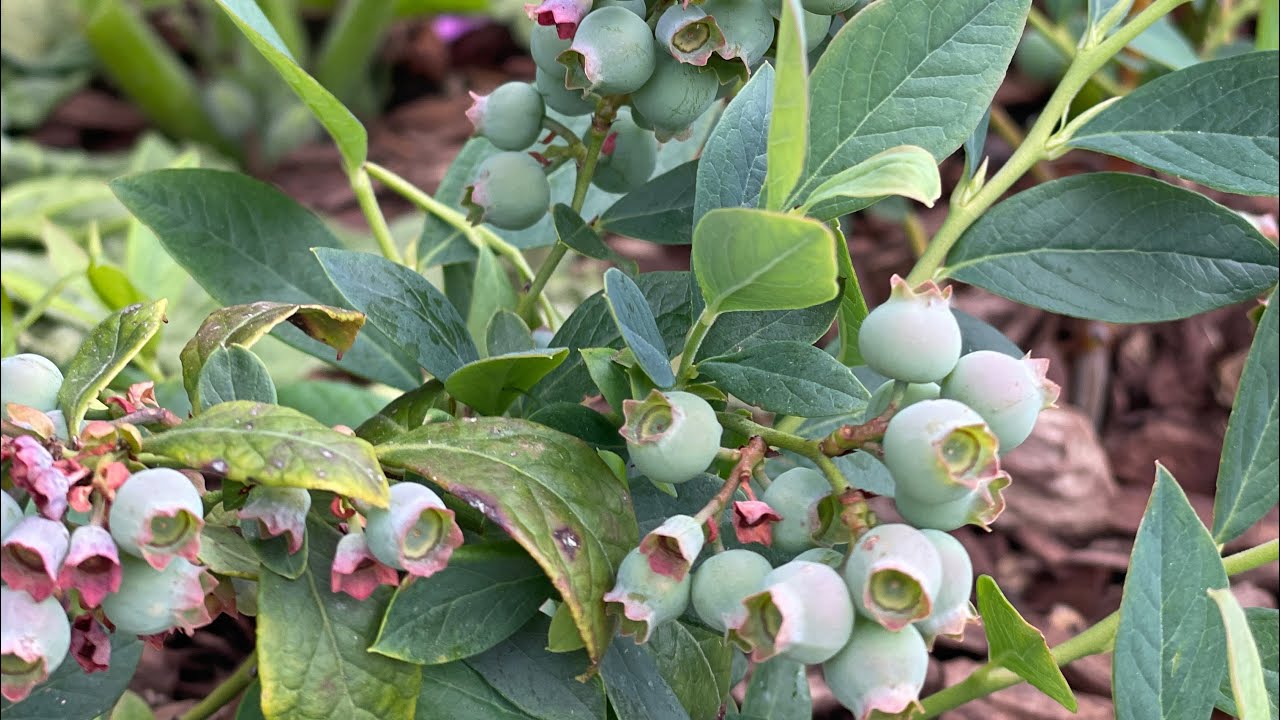 Why Blueberry Plant will be yellow and grow poorly ? Quick fix - YouTube