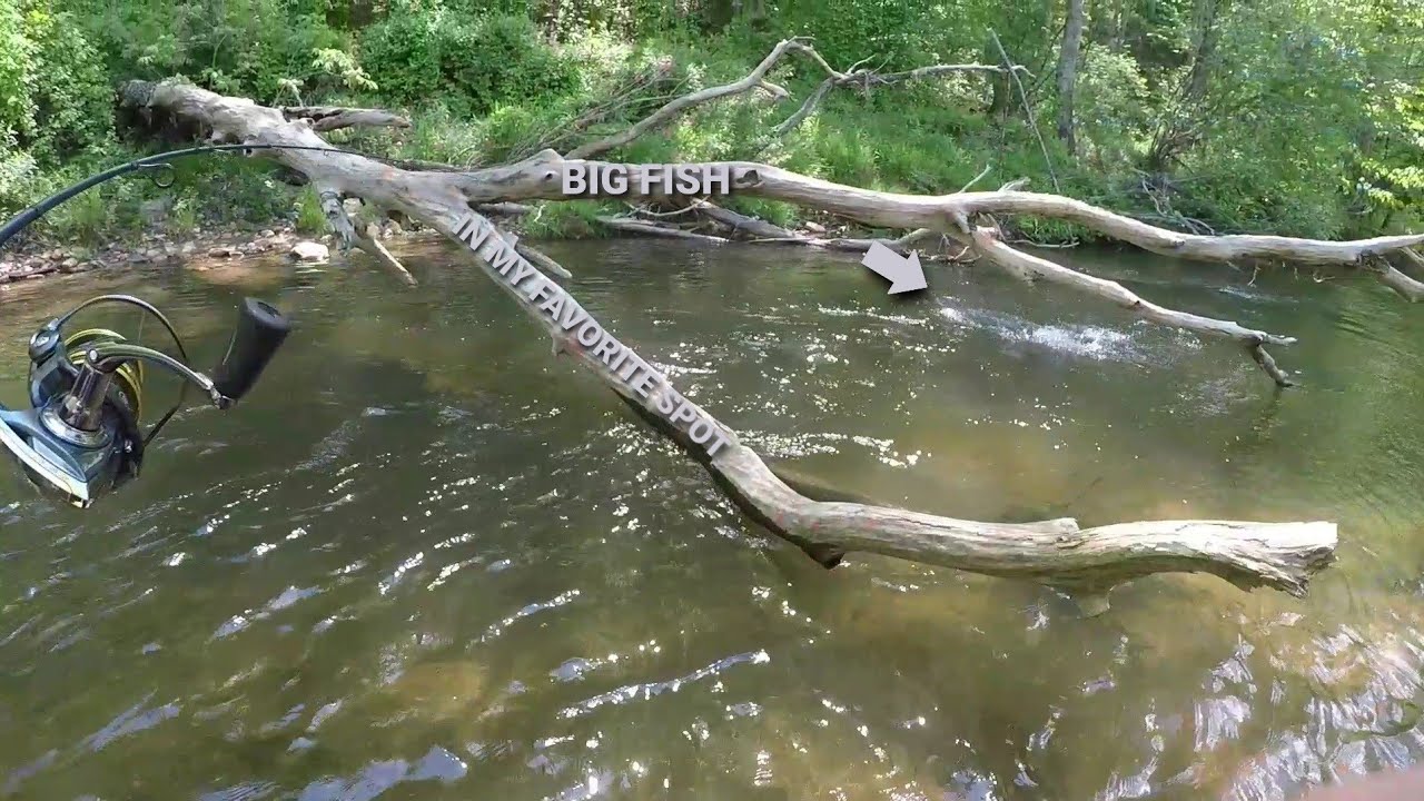 THIS BIG FISH CRUSHED A MINI MINNER || Trout Fishing - YouTube