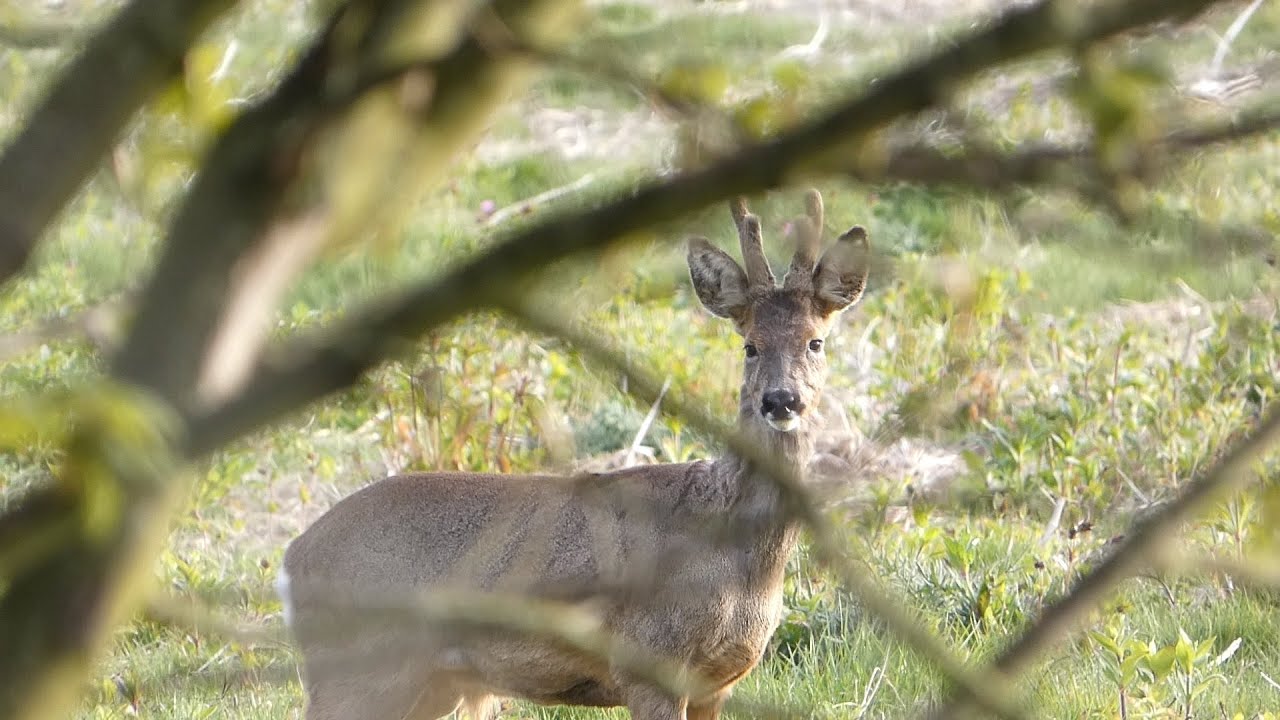 Wildlife Spotting - 24th April, What I Saw. - YouTube